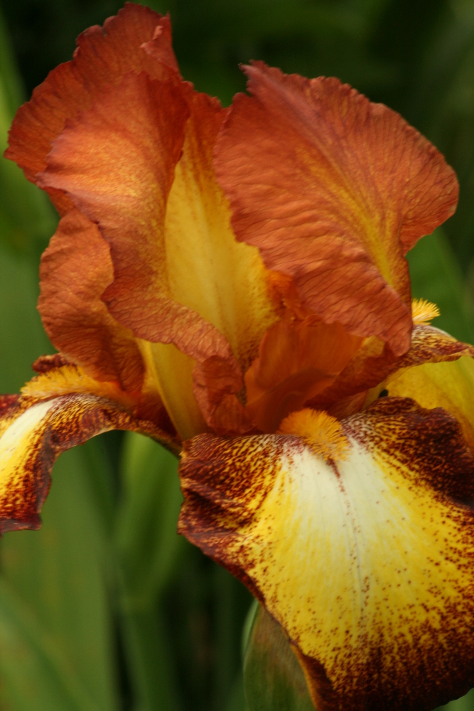 Fleur Iris : une bulbe facile mais fabuleuse - ArtÔJardin paysagiste