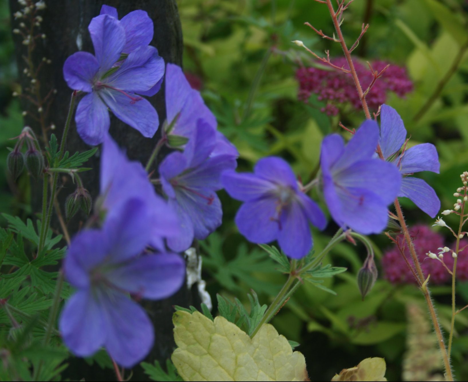 Géranium vivace 'Orion' : une vivace à floraison bleue dans les massifs